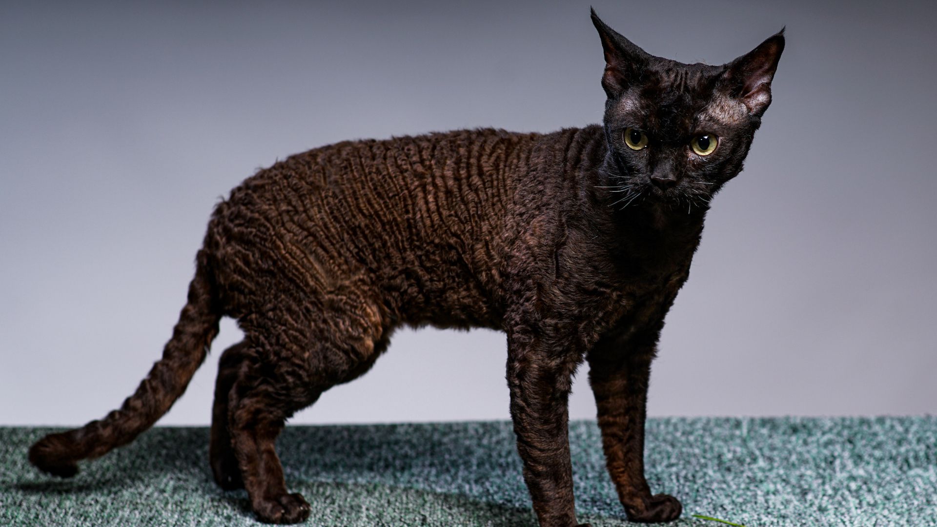 Things to know about Devon Rex cats