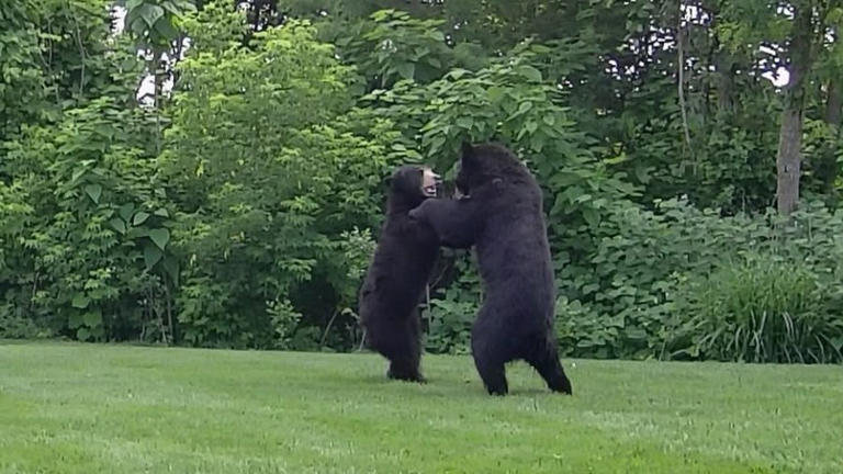 Photos: What are these bears doing in Bloomfield?