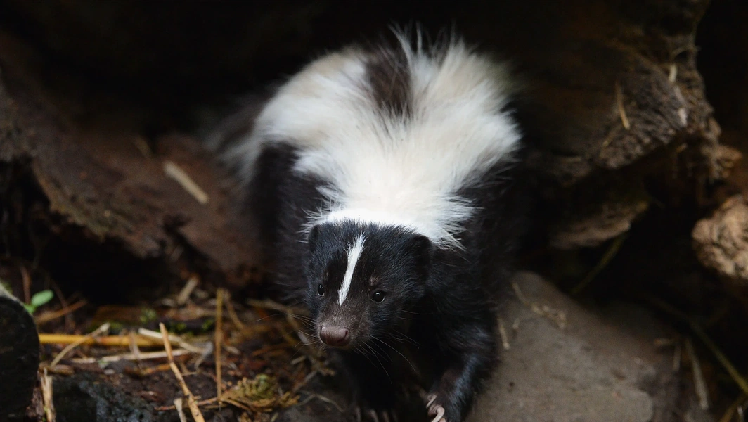 Fascinating facts about skunks’ behavior and defenses