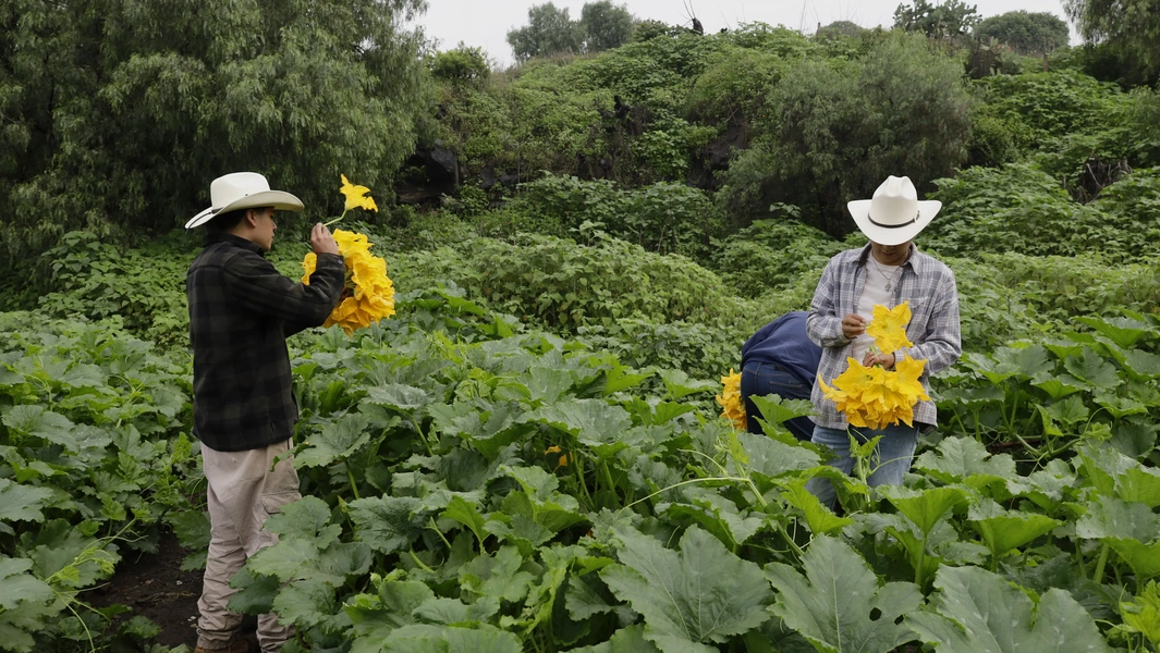 Pinching male squash blossoms may boost summer harvests