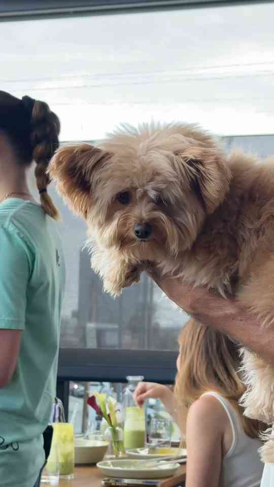 Barney the adorable puppy’s public adventures