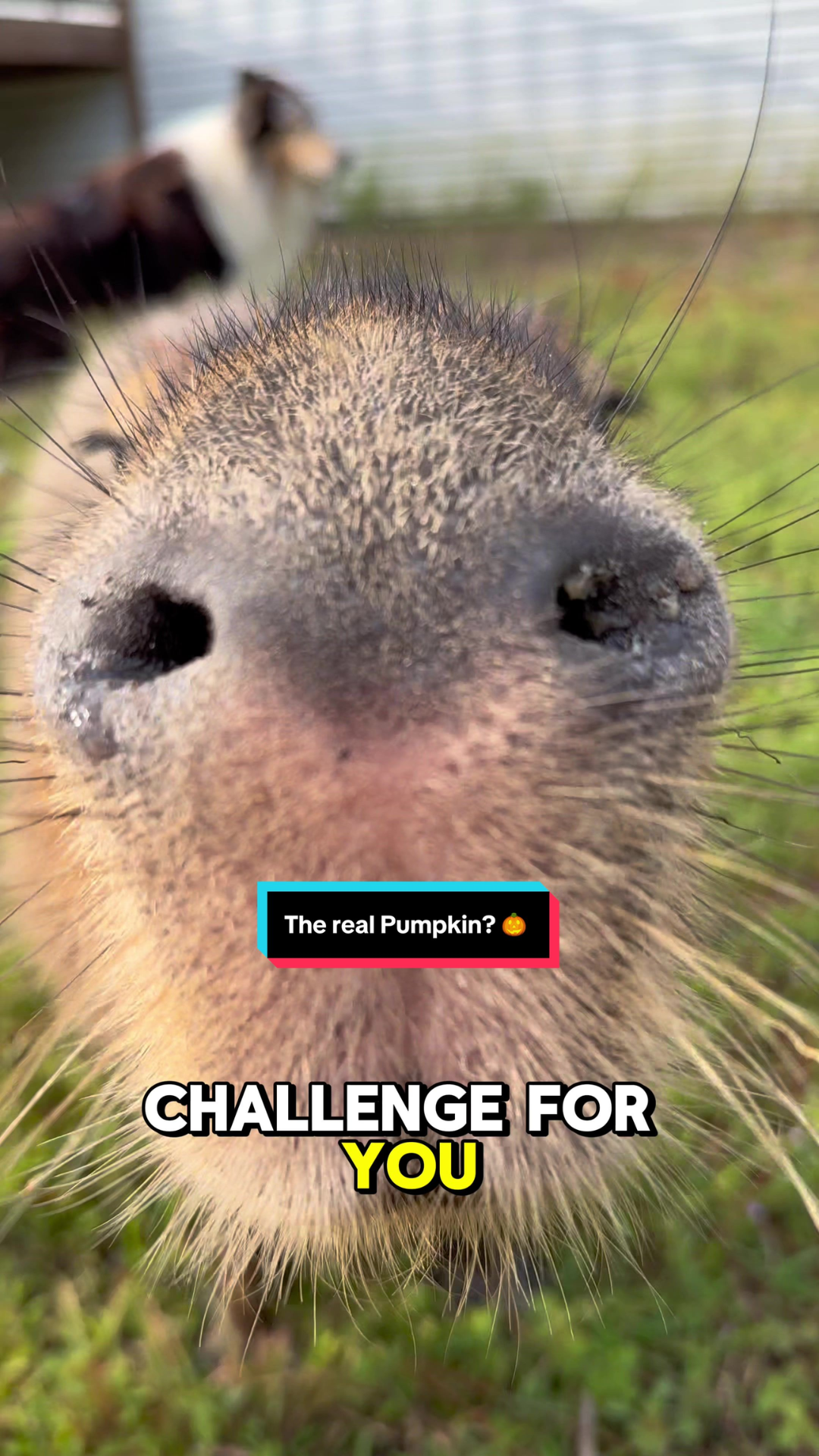 Which one is really pumpkin? Capybara confusion moments