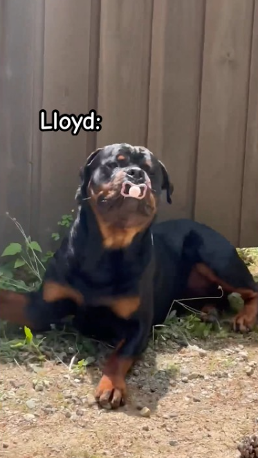 Big baby rottweiler being adorably silly