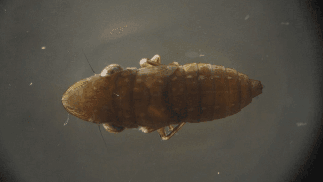 Shasta County urges Costco grape plant buyers to report invasive pest ...