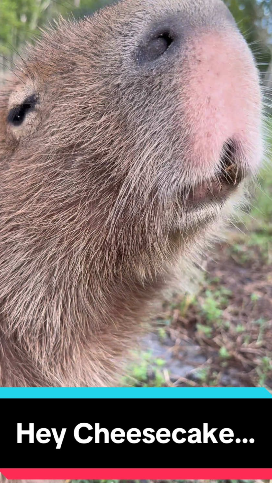 Which jokes make this capybara laugh? Watch her react