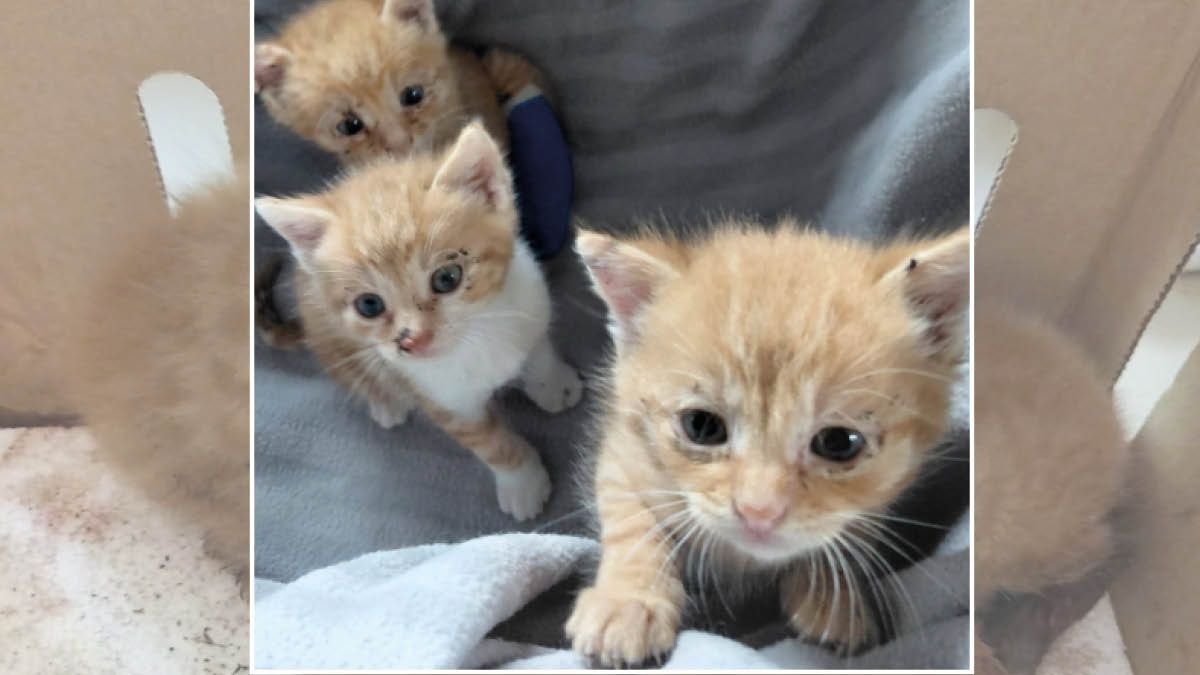 Drei Baby-Katzen im Müllcontainer entsorgt