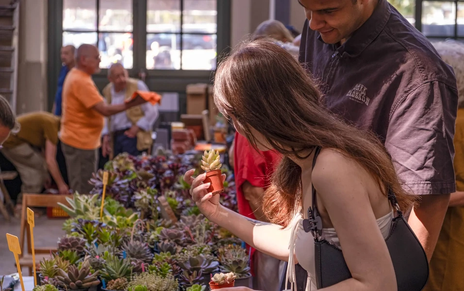 Cactus care made simple for thriving plants