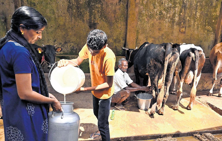 TN milk producers association urges govt to revise procurement price ...