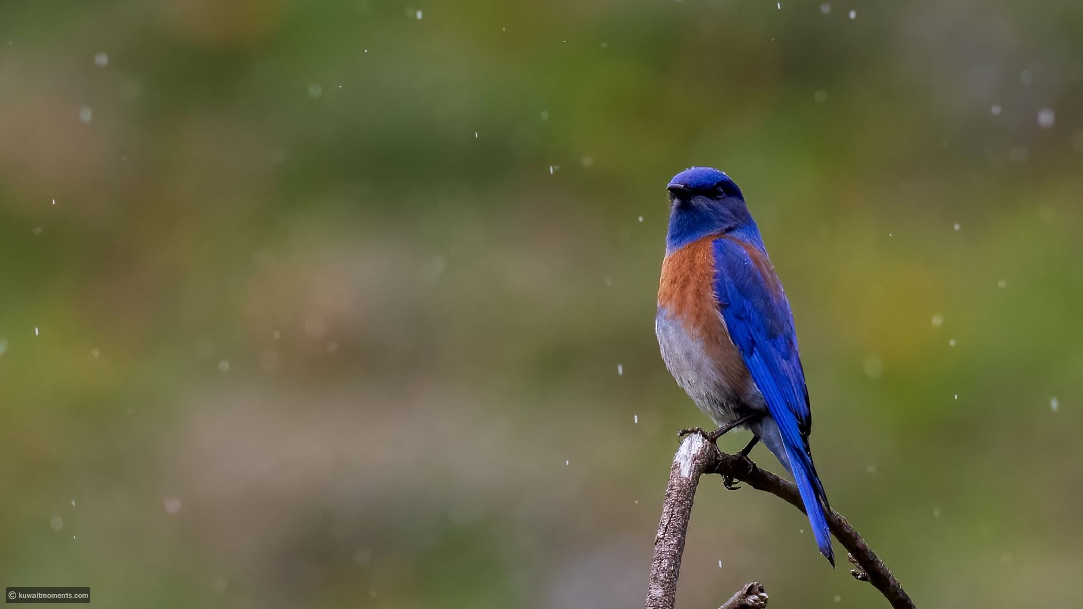 12 of the most beautiful wild animals in the US