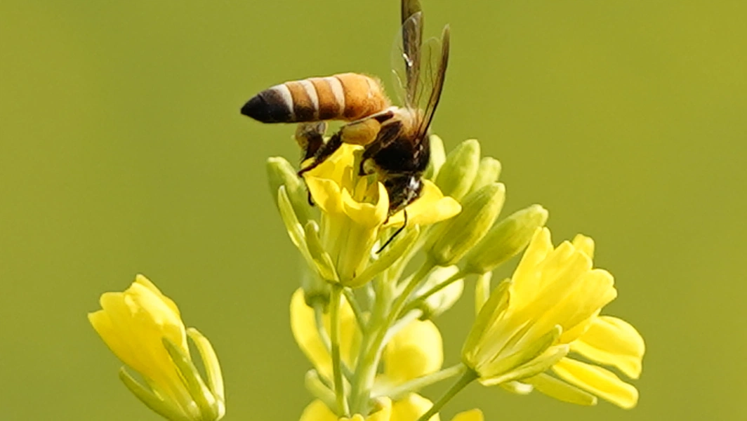 Tamil Nadu pushes bee corridor plan to protect pollinators