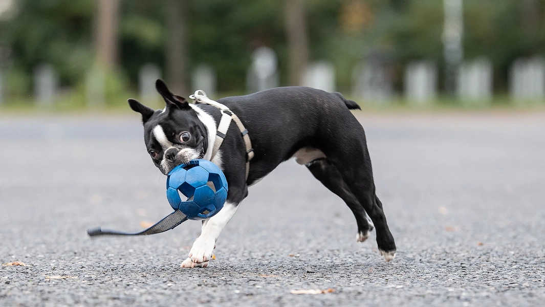 Boston terrier life: joy, quirks, and care tips