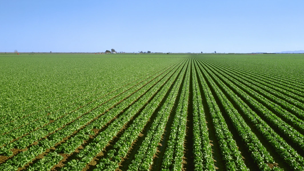 Experts outline best and worst companion plants for lettuce