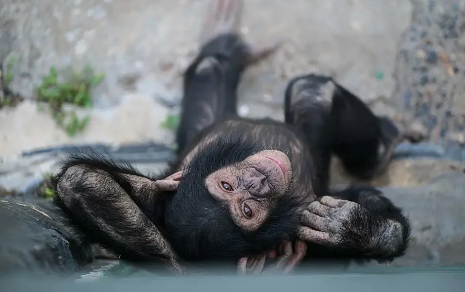 Rescued chimp Farah thrives years after poaching ordeal