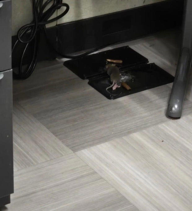 IRS employees protest rat infestation at Chamblee campus; agency ...