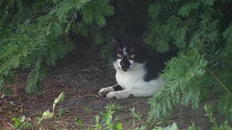 Florida bans shelter animal imports from Texas and New Mexico over ...