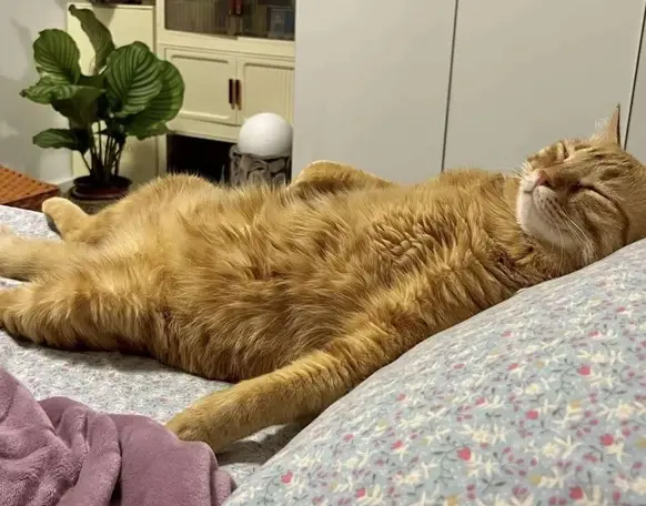 Hier kommt gaaaaaanz viel cuteness – und ein Tier der Woche, hurra!