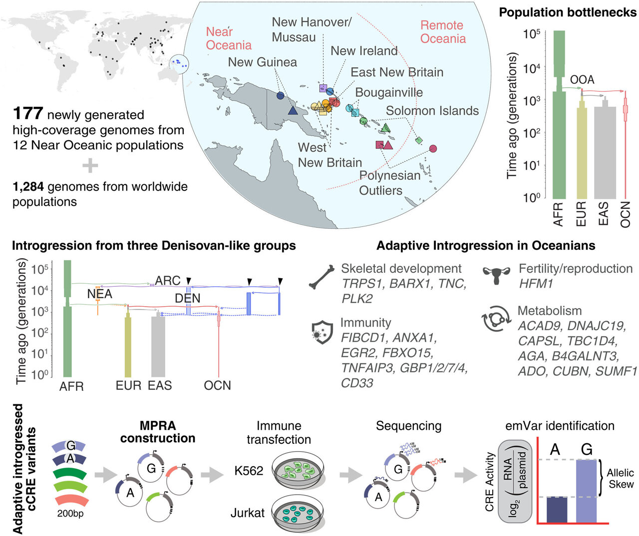 Genomes from Oceania offer new clues to human evolution