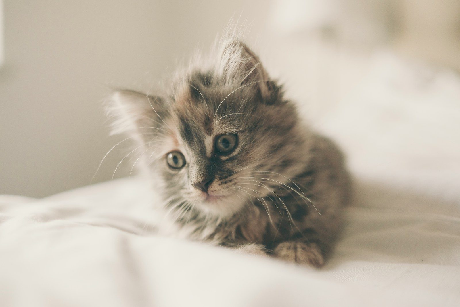 The hidden danger of raising a kitten completely alone
