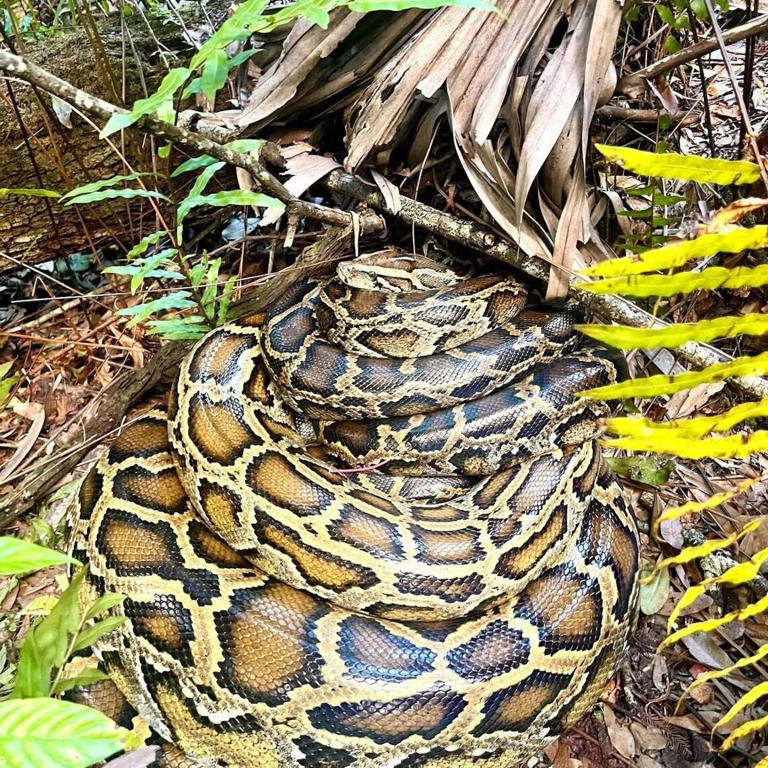 Florida scientists set record after removing four tons of invasive ...