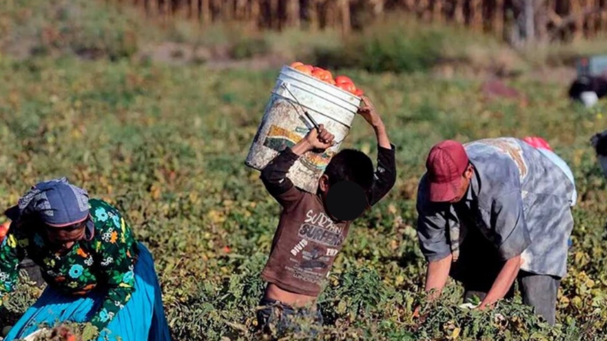 Día Mundial contra el Trabajo Infantil: ¿Cuándo es legal que un menor ...