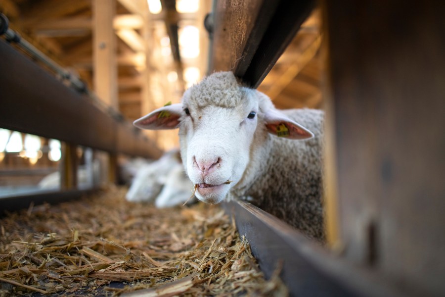 First-ever Raleigh County Fair showcases agriculture and celebrates ...
