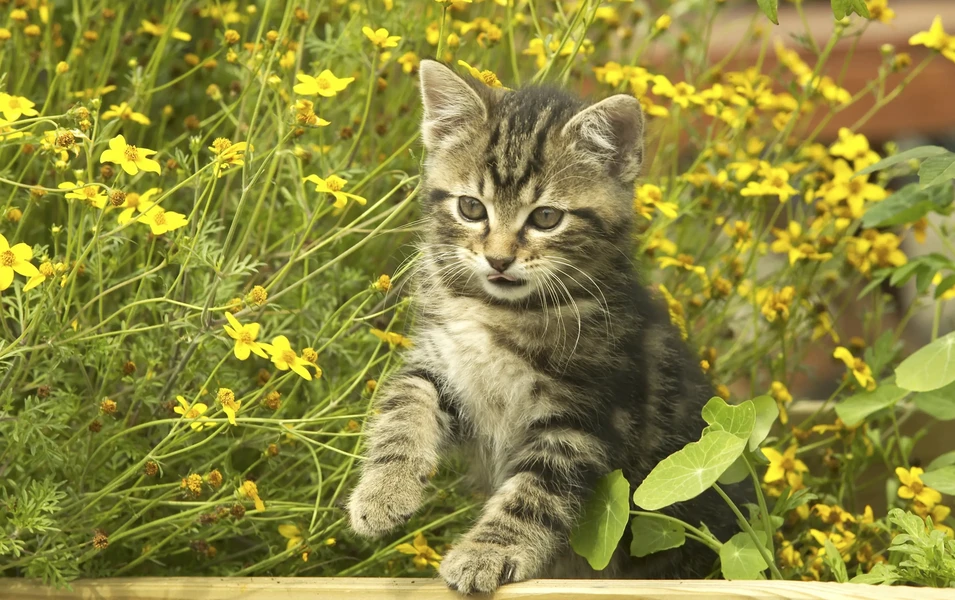 Foster kittens' viral escape ends with tabby's triumph