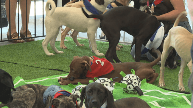 Hotel for Homeless Dogs hosts World Cup-themed 'Puppy Bowl' for ...