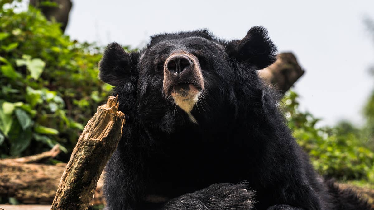 Sanctuary rescues 27 endangered bears from a farm—and they’re total ...