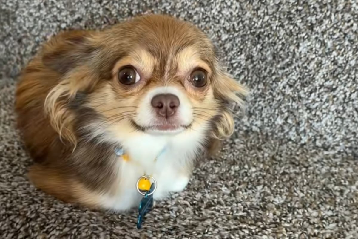 Dog surprises new owner with these shocking – yet delightful – quirks!