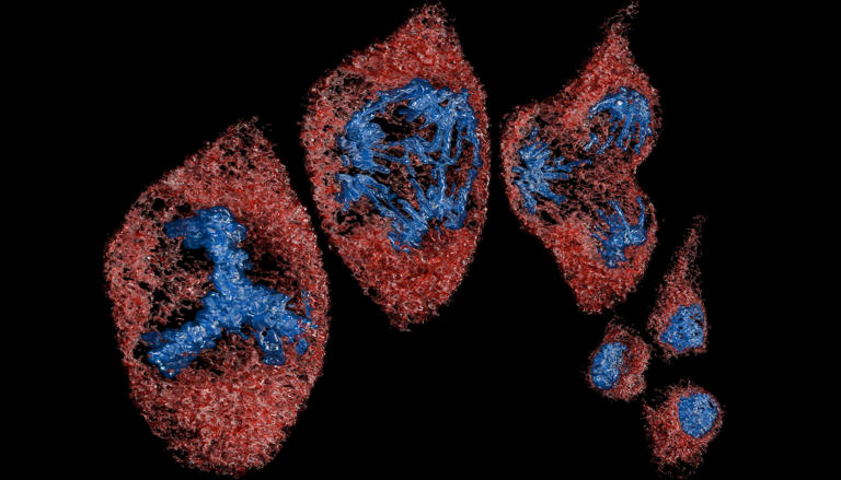 New microscope captures living cells in stunning 5D detail