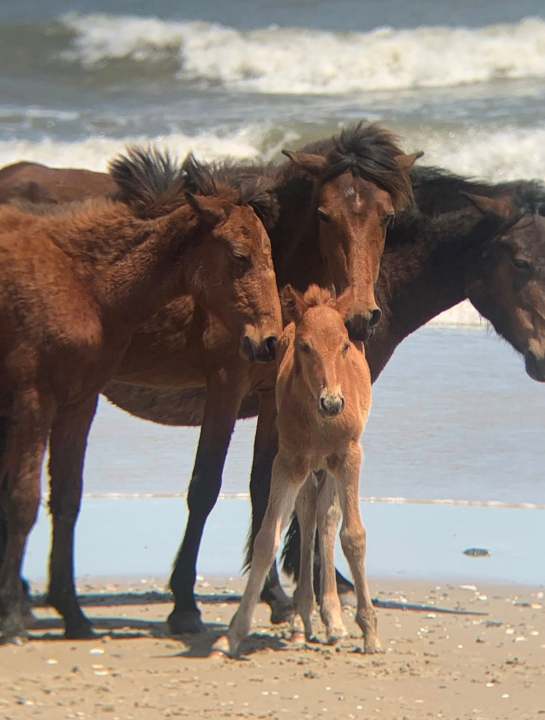 Corolla wild horses in North Carolina need extra space on the beach ...