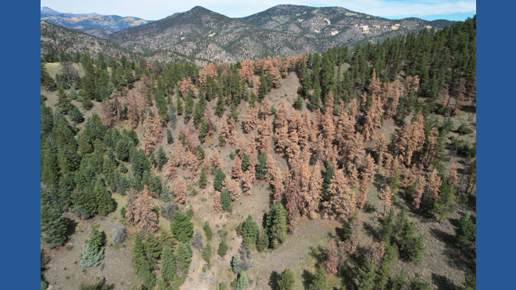 Front Range beetle outbreak grows nearly 150%