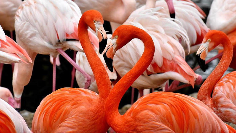 Zoo Miami shares pictures of new baby flamingo