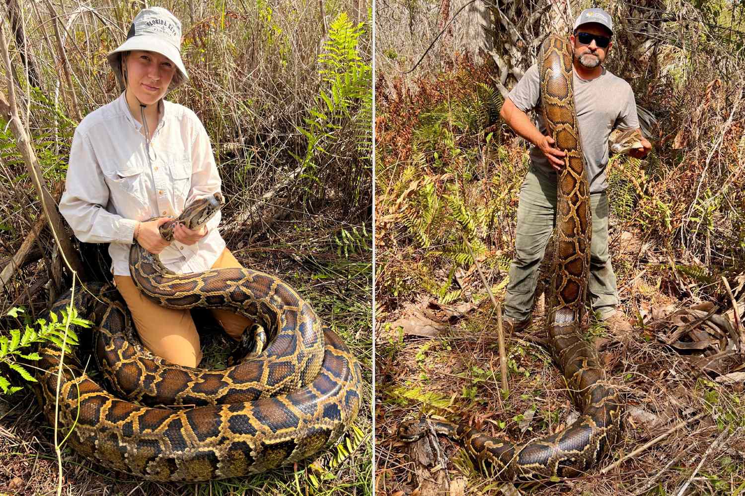 Snake catchers remove a record-breaking 8,000 pounds of invasive ...