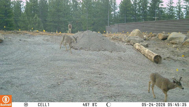 Mule deer are already using California's first wildlife crossing—and it ...