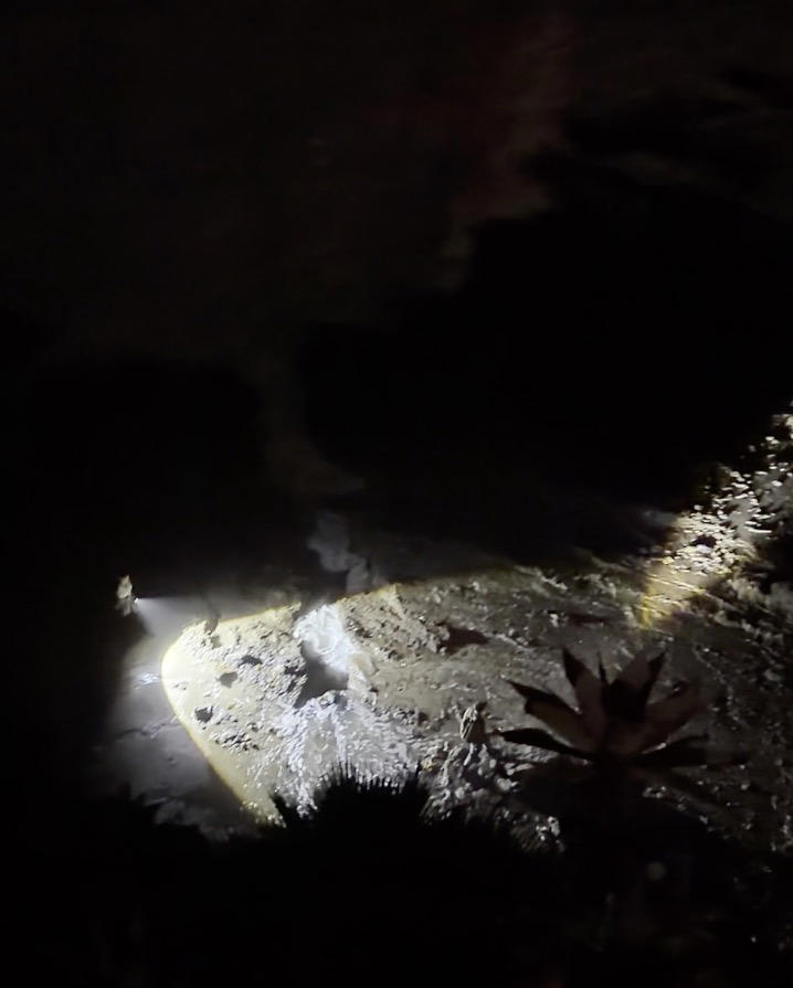 New video shows the desperate nighttime search for missing 5-year-old ...