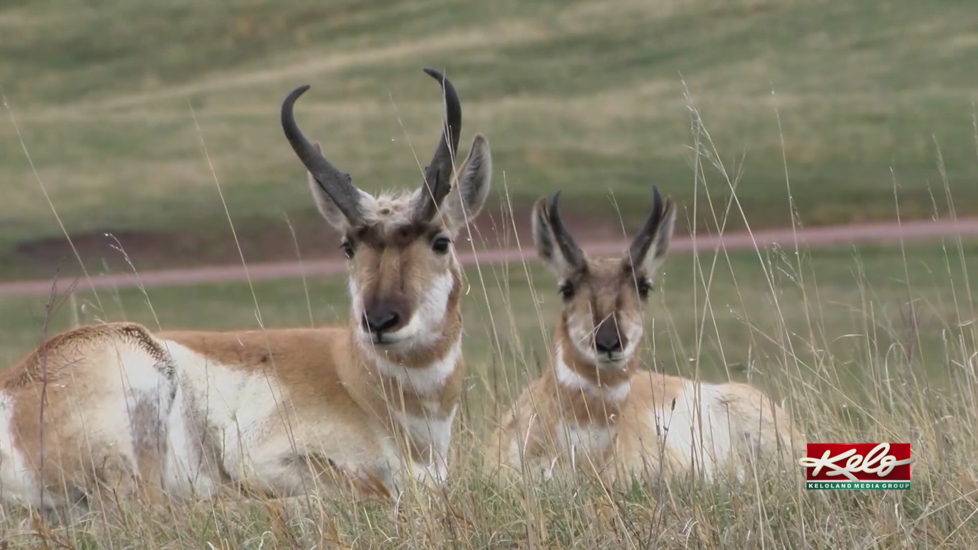 Antelope population up, GFP: Maintain buck-only licenses
