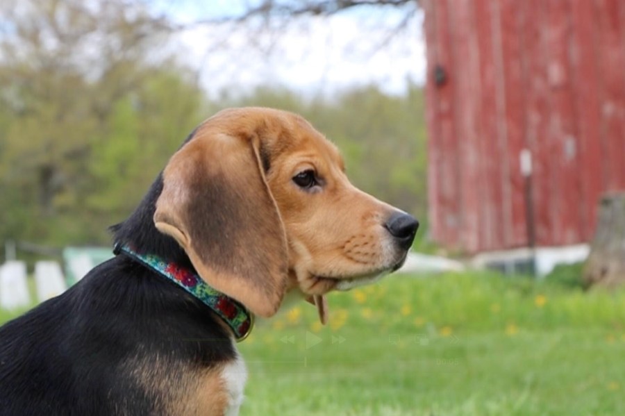 Missing beagle from Ridglan Farms found alive in Florida, did not die ...