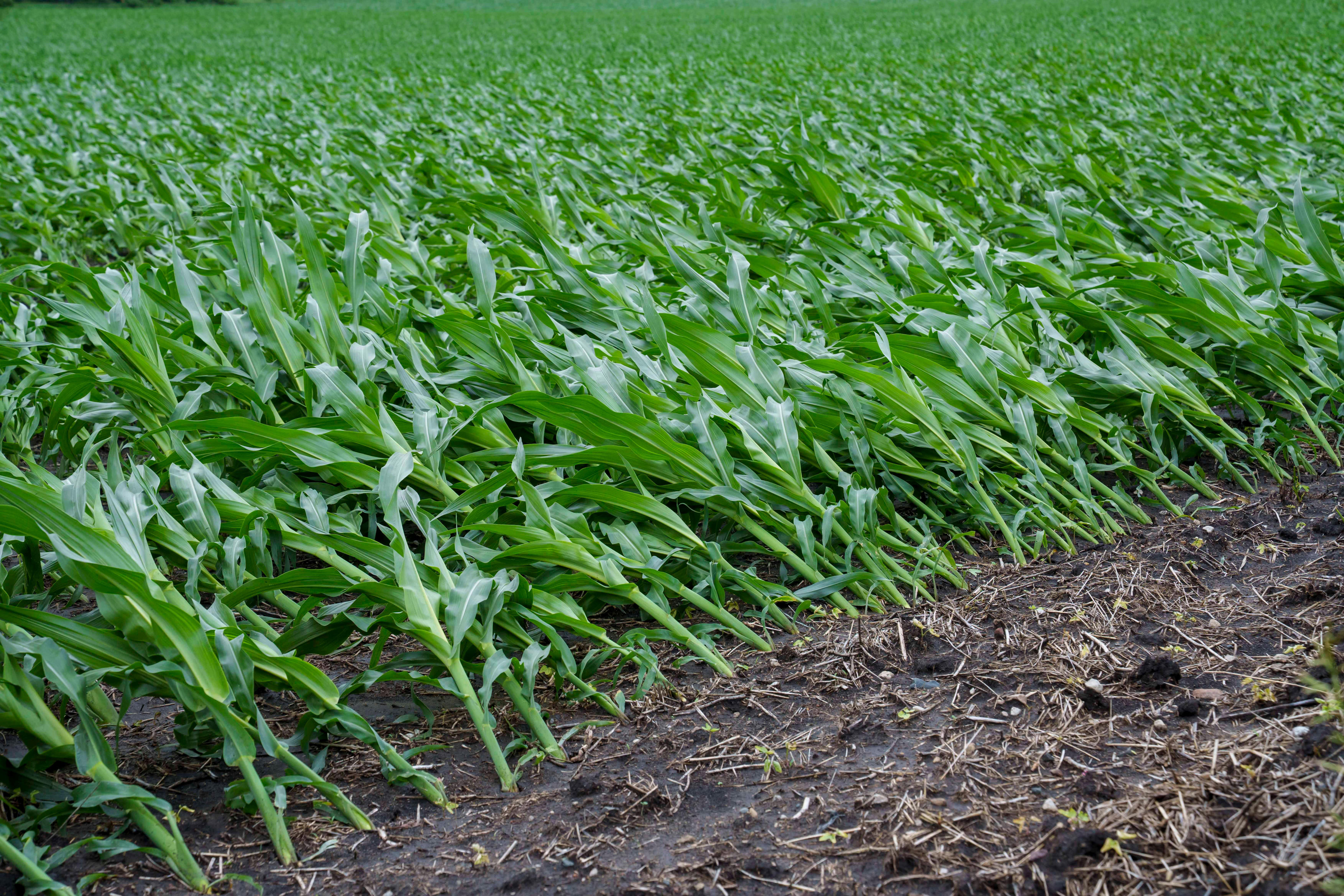 Rain brings second week of relief in Iowa drought monitor map