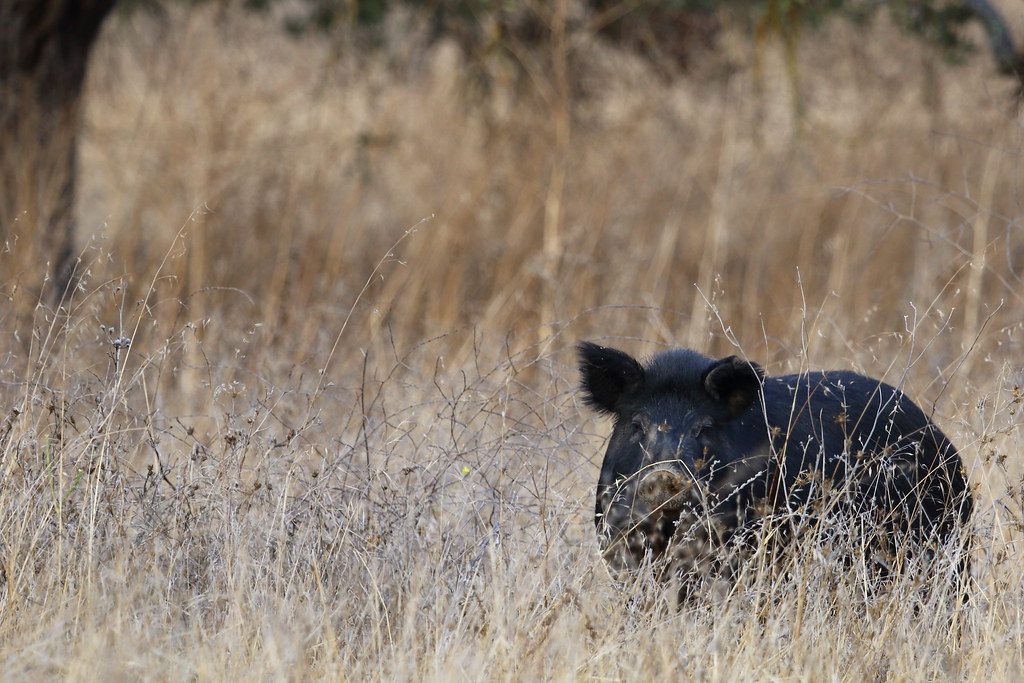 Where feral hog populations are causing the biggest problems in the US