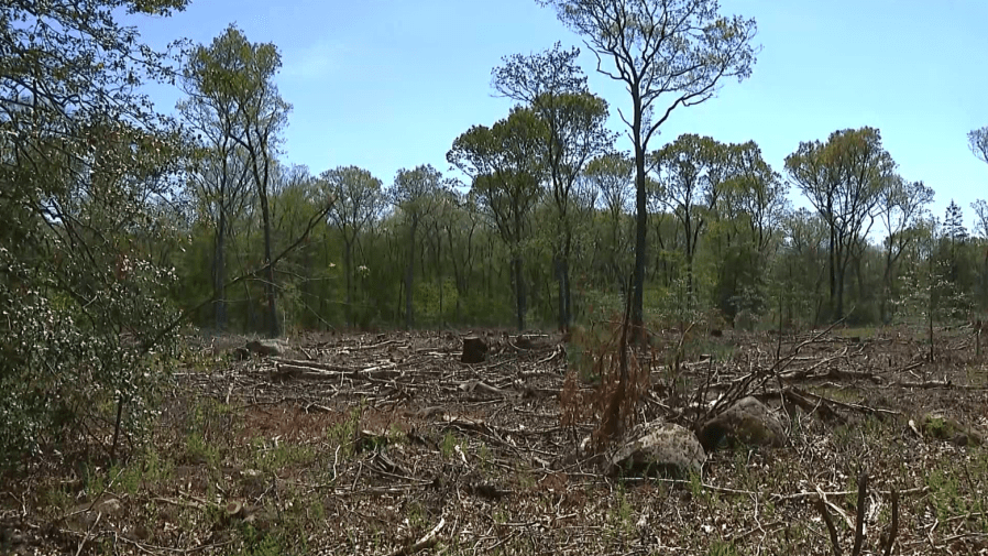 Bill looks to ban logging on Rhode Island land