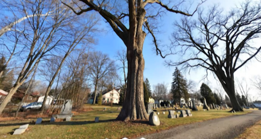 Community collects parts of historic tree knocked over by severe weather