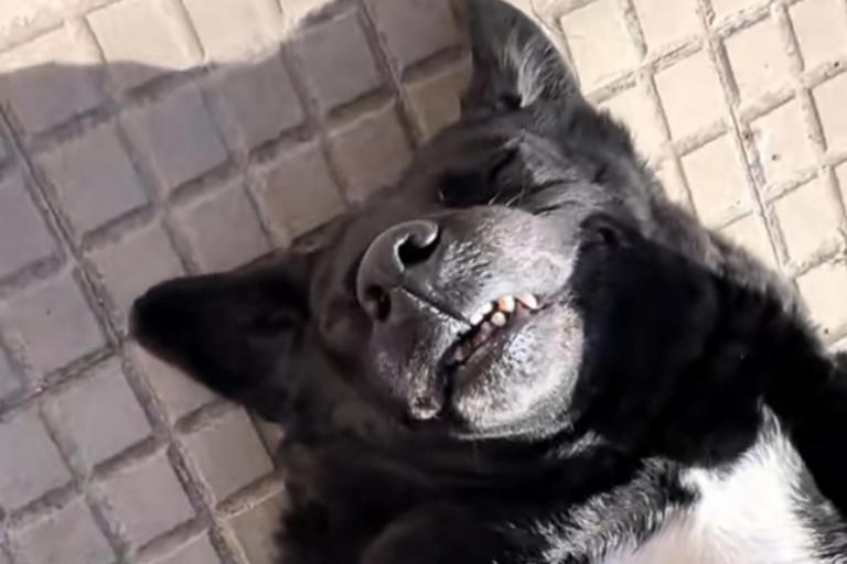 Stray dog found lying lifeless on the street – but as this man gets ...