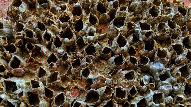 How little sea creatures could keep oil scarce long after the Strait of ...