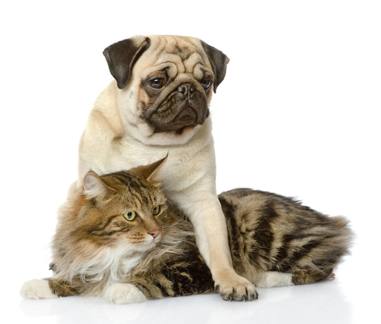 Pug and cat prove they're the best of friends, and it's the cutest ...