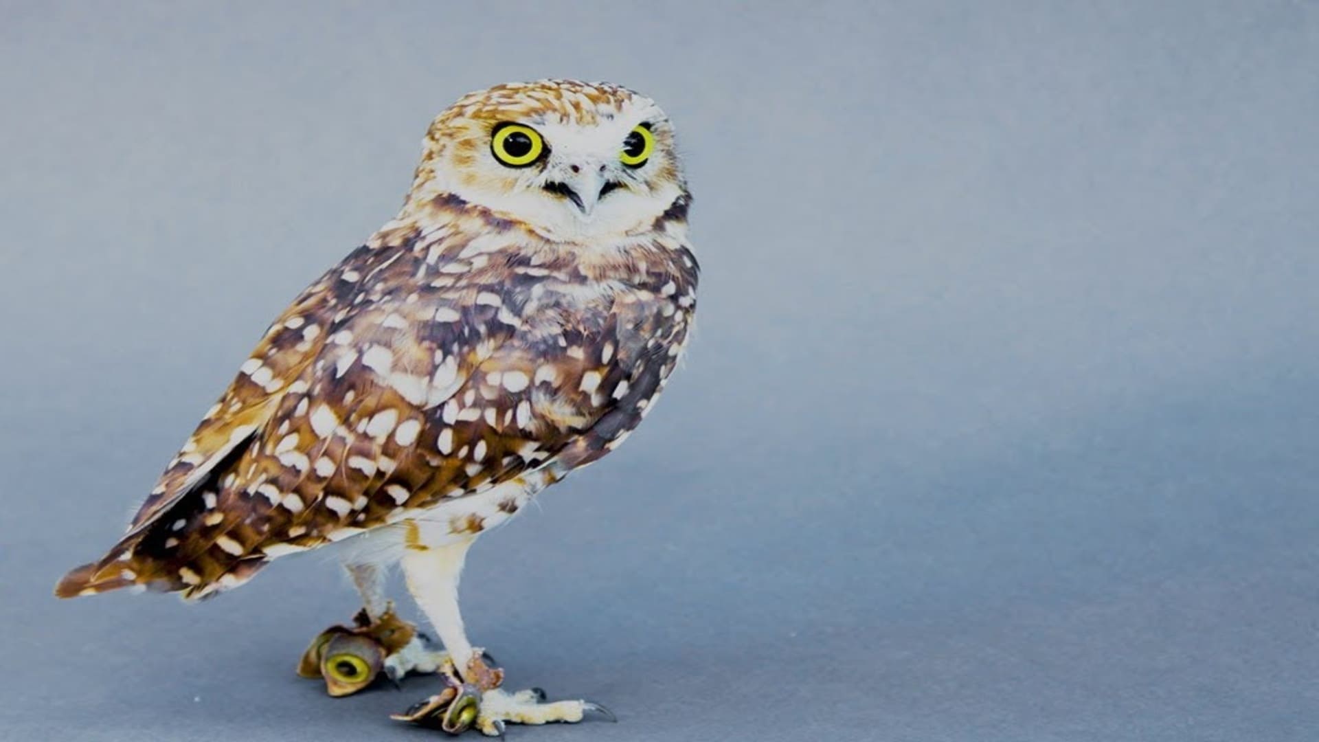 Meet the burrowing owl, a small bird facing big challenges