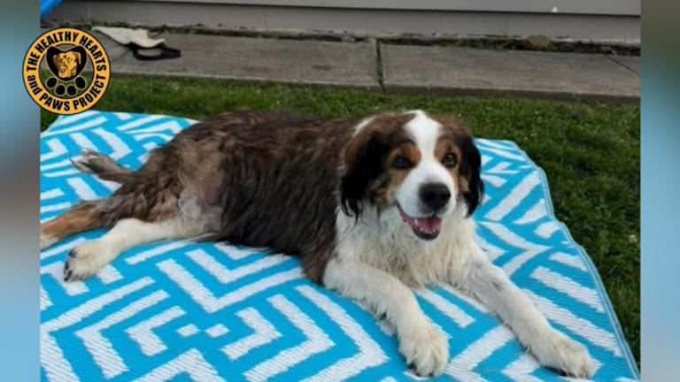 Shelter dog highlights need for death planning for pets