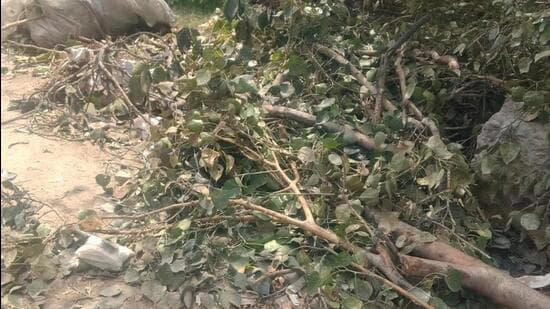 Forest Dept to probe allegations of illegal tree felling at industrial ...
