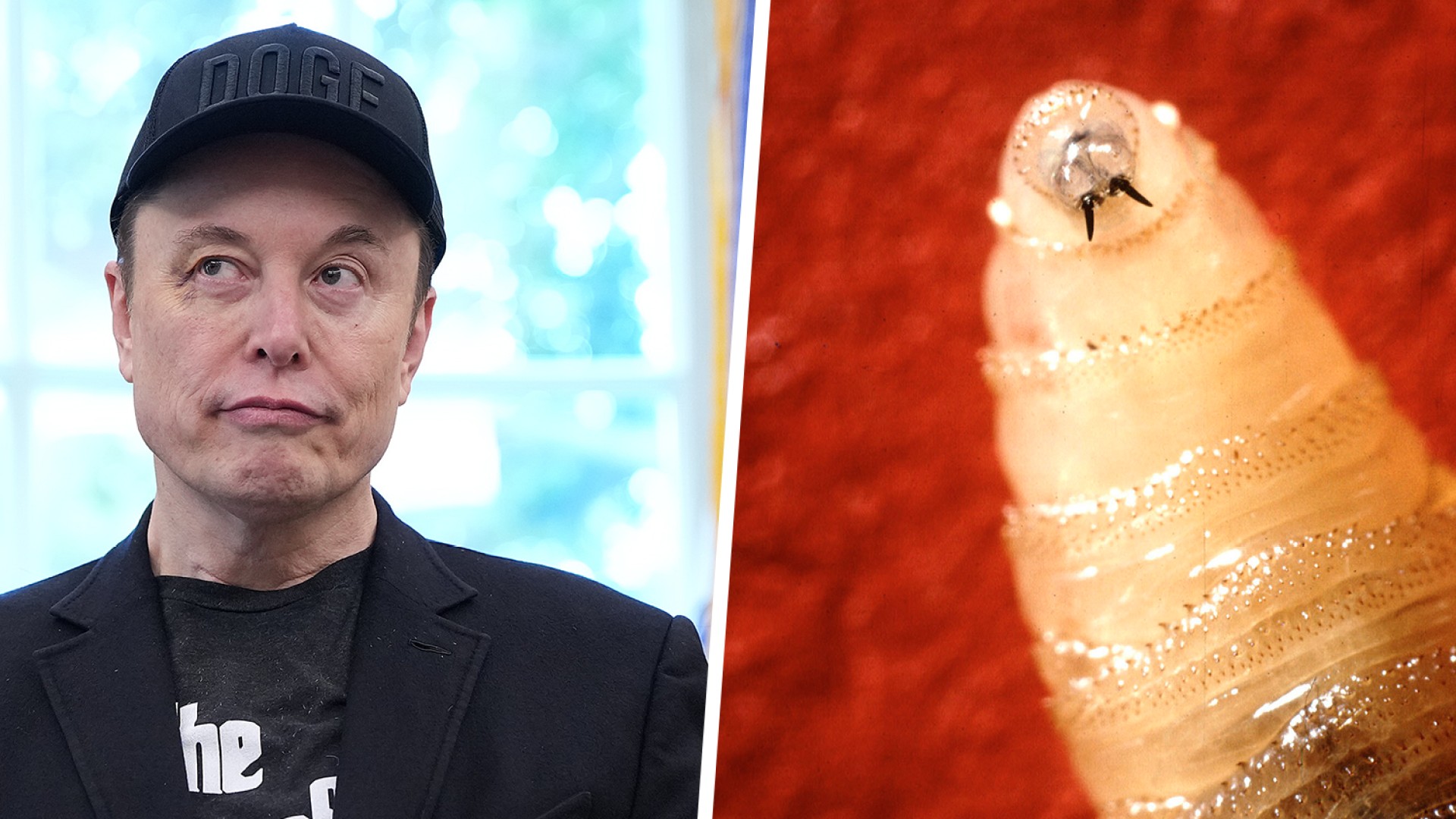 Musk’s 'chainsaw' meets the flesh-eating bug crisis