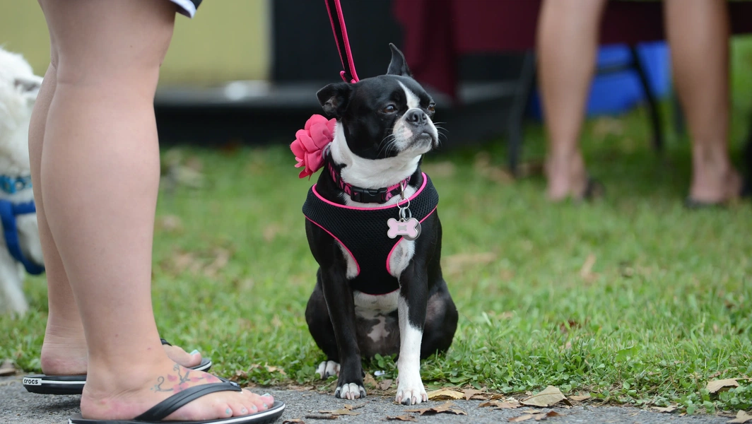 Boston terrier life: joy, quirks, and care tips